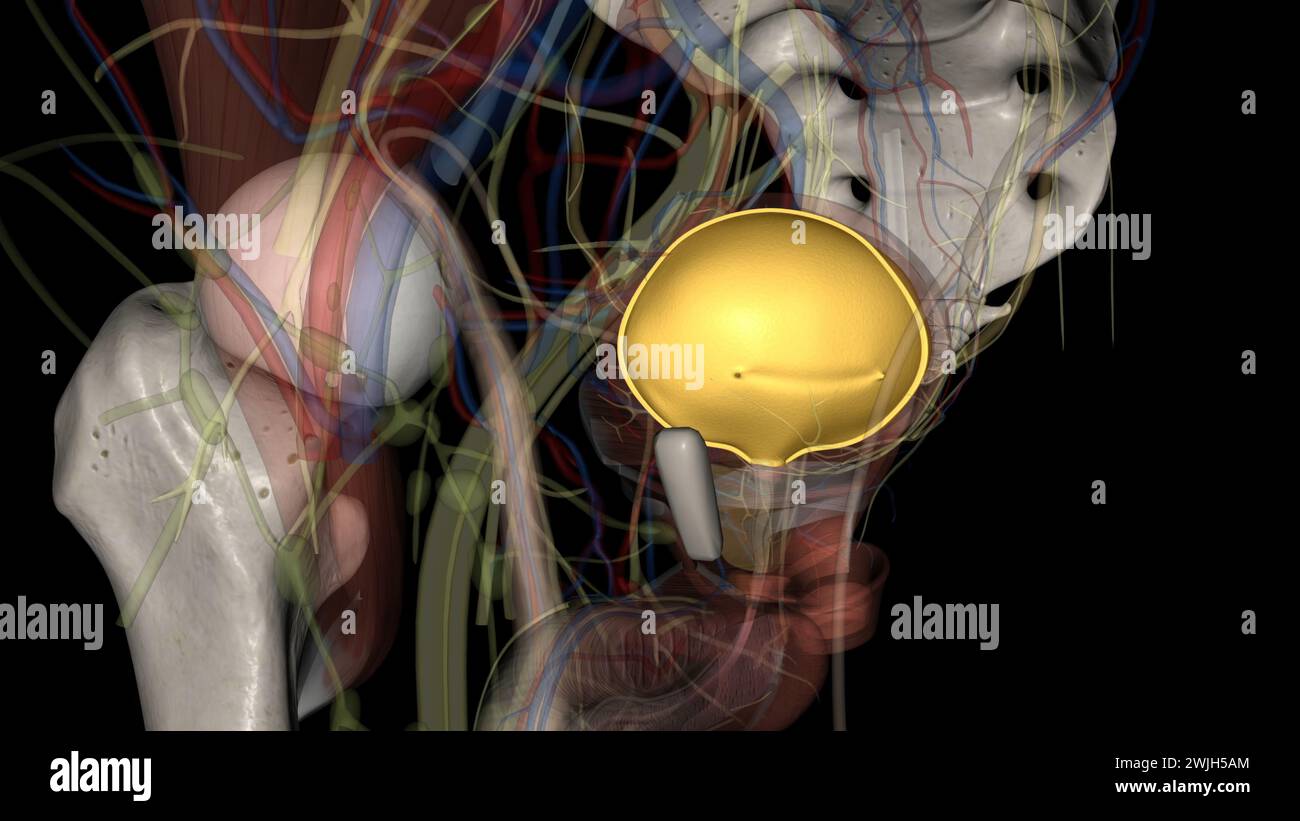 The inner lining of the urinary bladder is a mucous membrane of ...