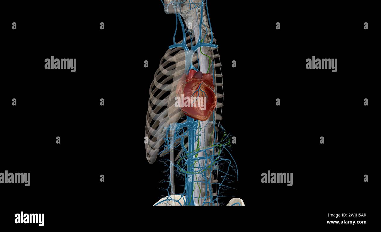 Lymphatic interstitial fluid hi-res stock photography and images - Alamy
