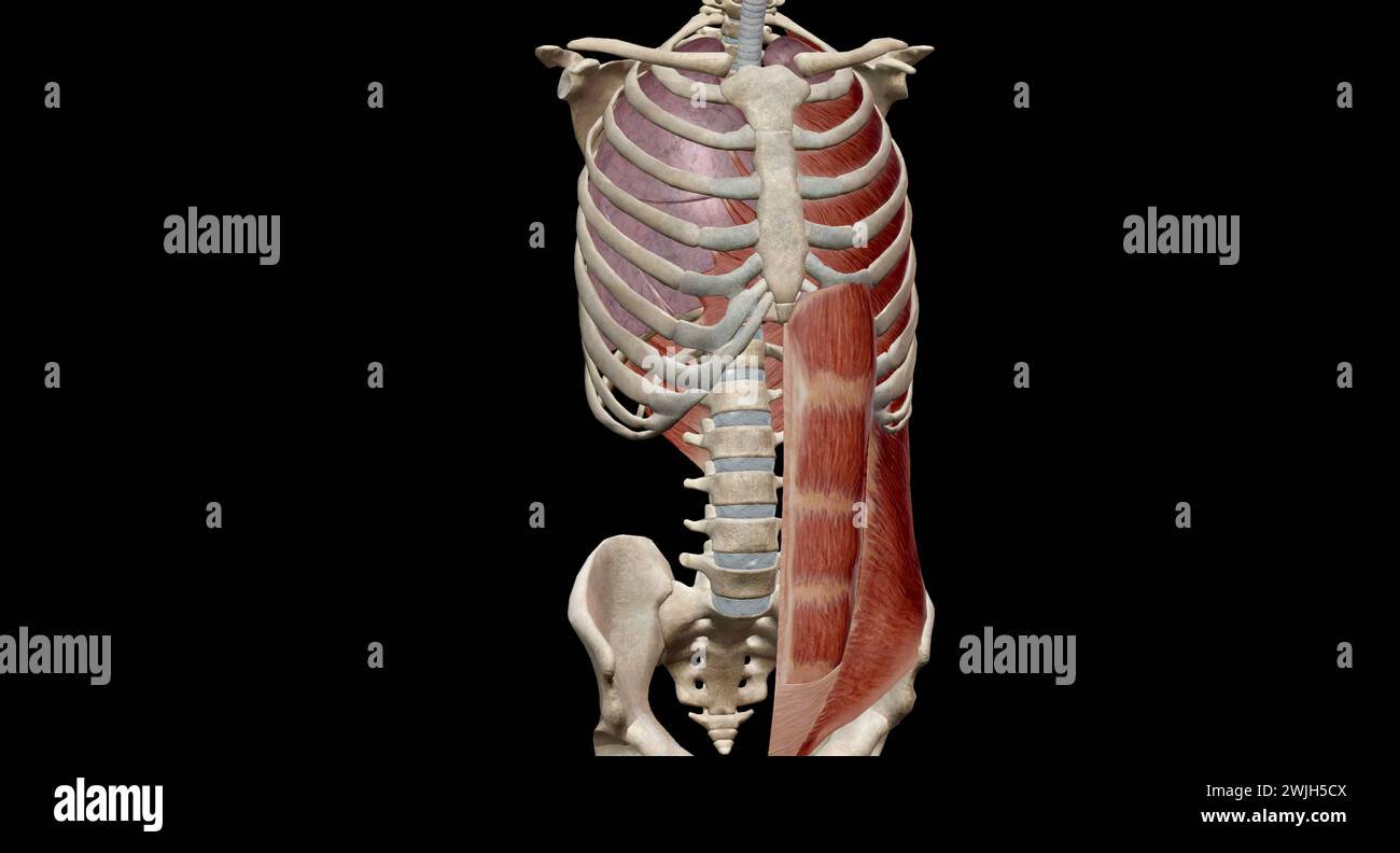 The rib cage muscles, including the intercostals, the parasternals, the ...
