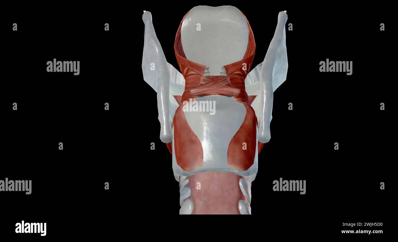 Laryngeal function hi-res stock photography and images - Alamy