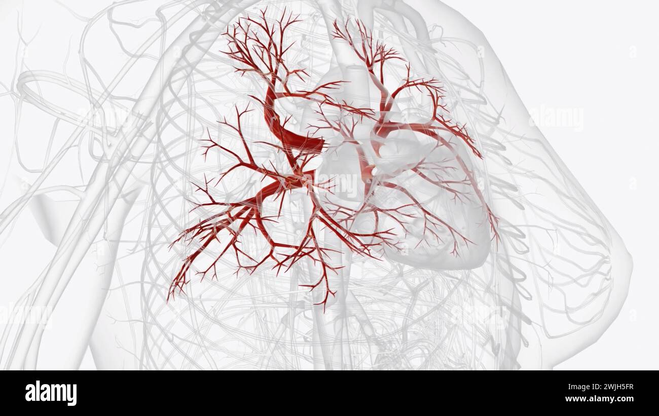 Pulmonary veins are blood vessels that carry oxygen-rich blood from ...