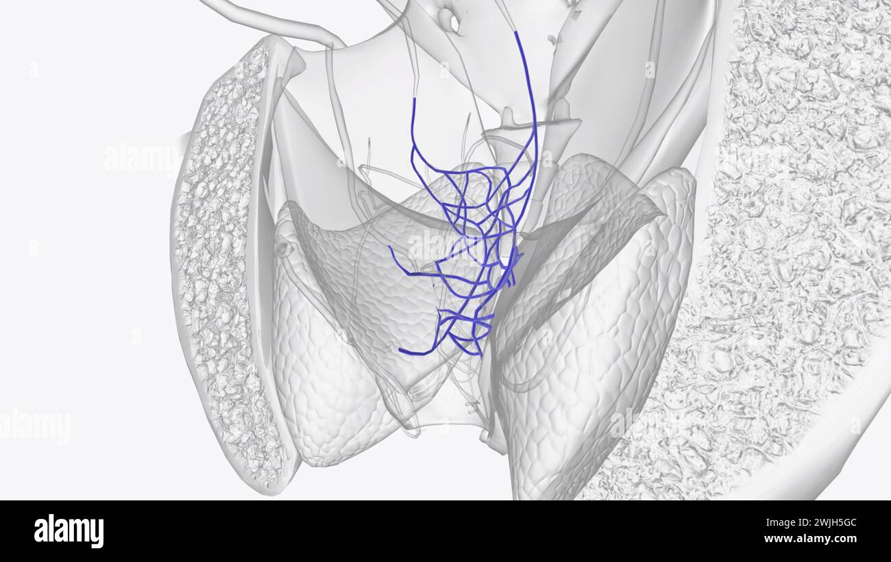 Rectal venous plexus hi-res stock photography and images - Alamy
