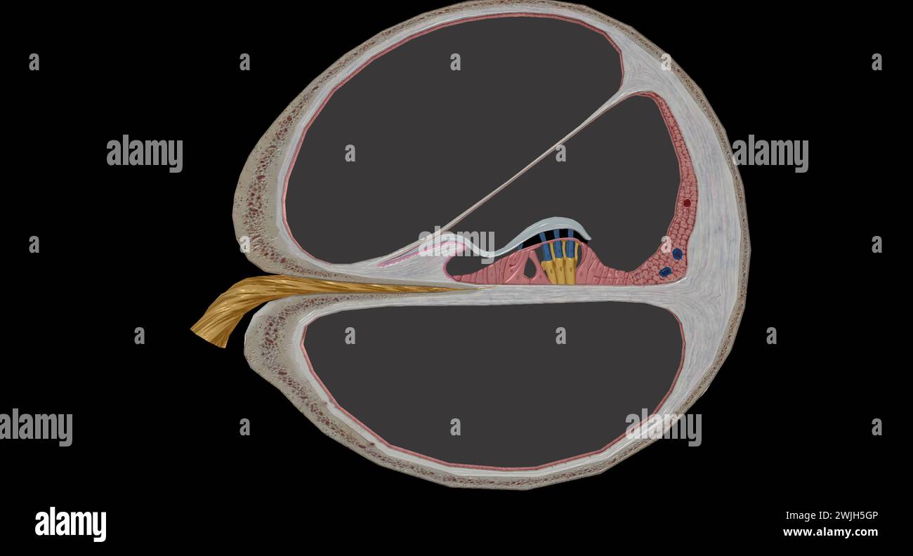 The cochlea is the p of the inner ear involved in hearing. 3D rendering ...