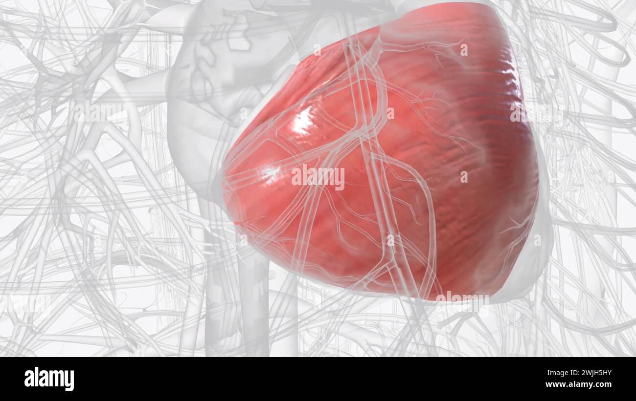 Cardiac papillary muscle hi-res stock photography and images - Alamy