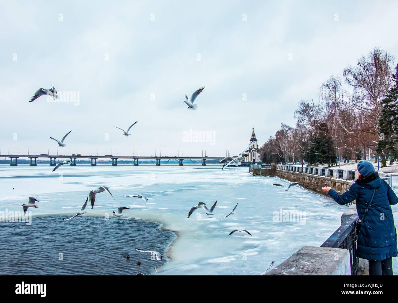 A woman feeds bread to hungry seagulls by the river in frosty winter ...