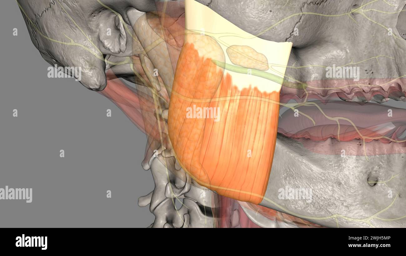 Maxillary process of zygomatic bone hi-res stock photography and images ...