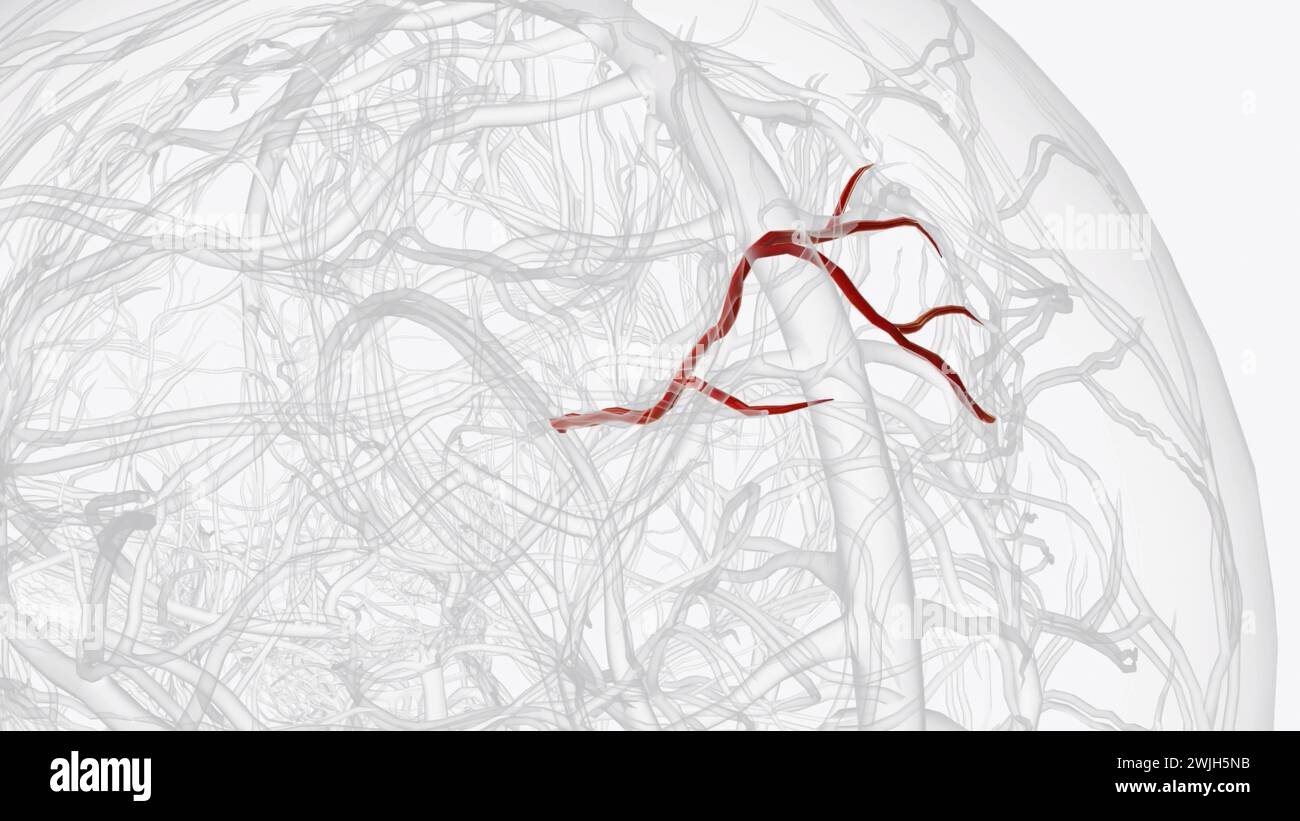Set of precuneal branches of right pericallosal artery 3d illustration ...
