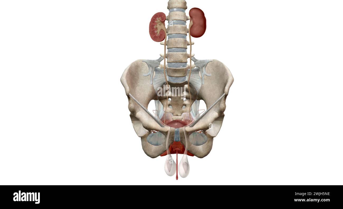 The ureters are tubes made of smooth muscle that propel urine from the ...