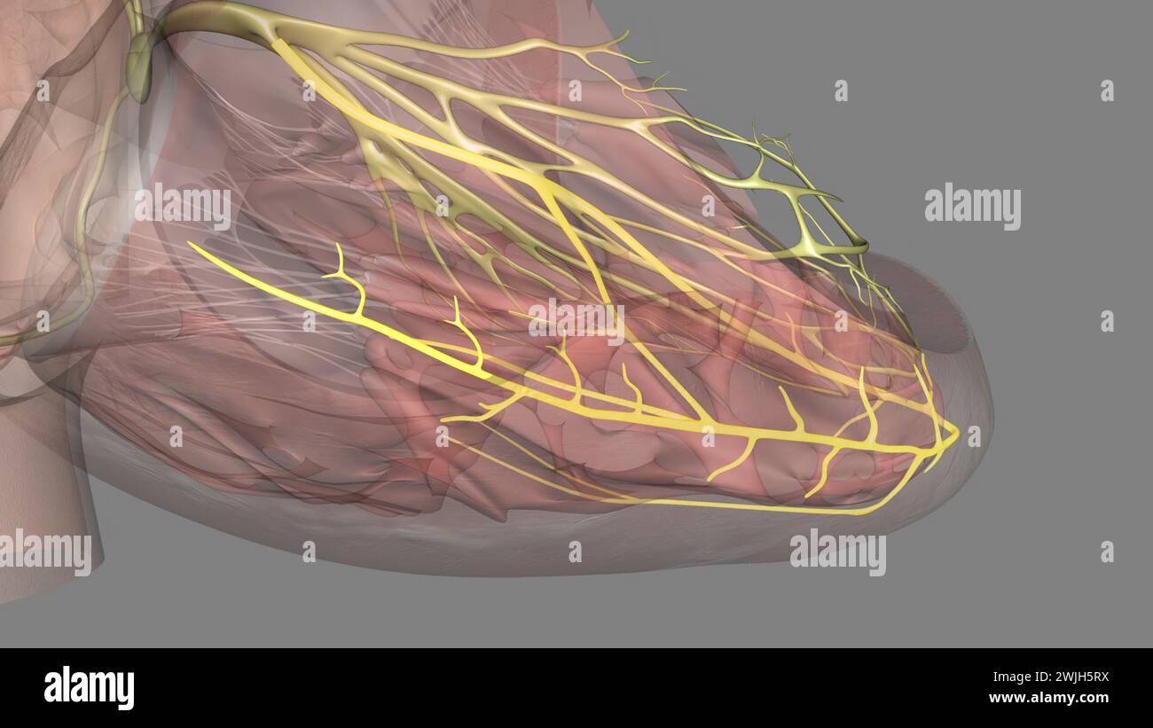 Blood circulation electrical hi-res stock photography and images - Alamy