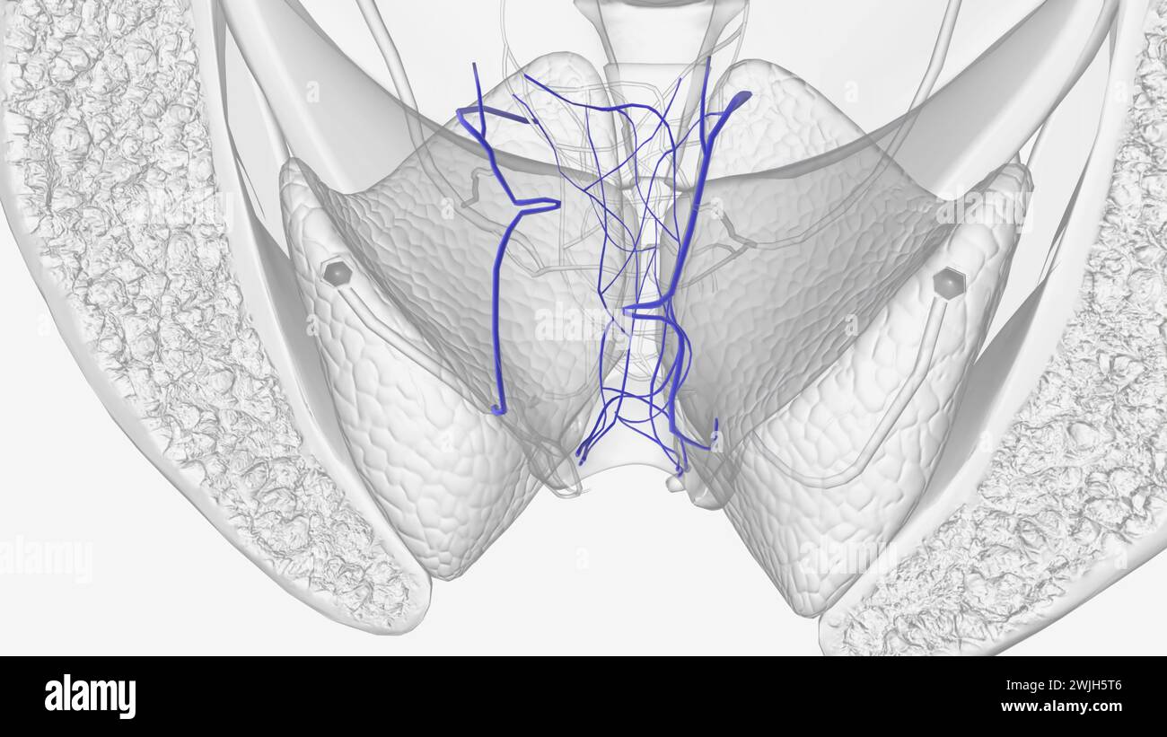 The Rectal Venous Plexus Or Hemorrhoidal Plexus Surrounds The Rectum
