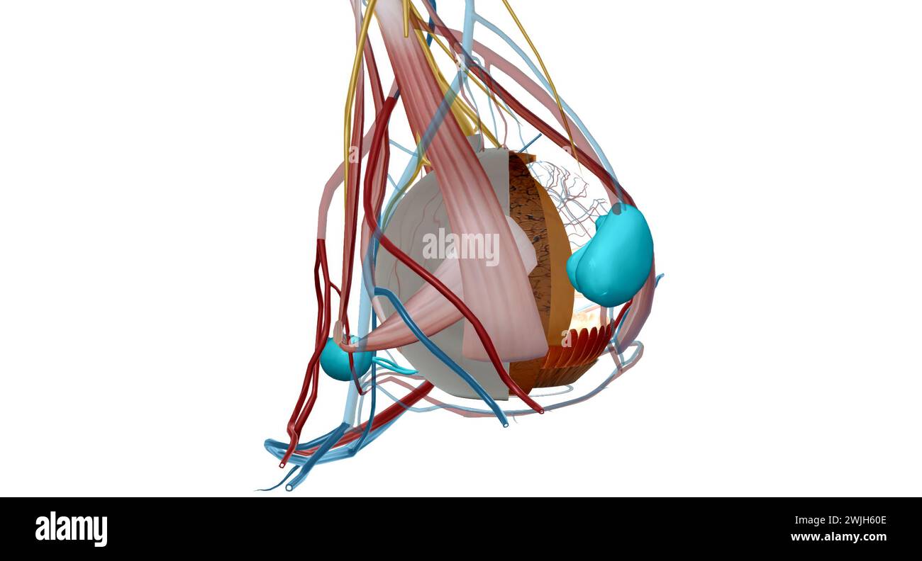 The lacrimal apparatus is the physiological system containing the ...