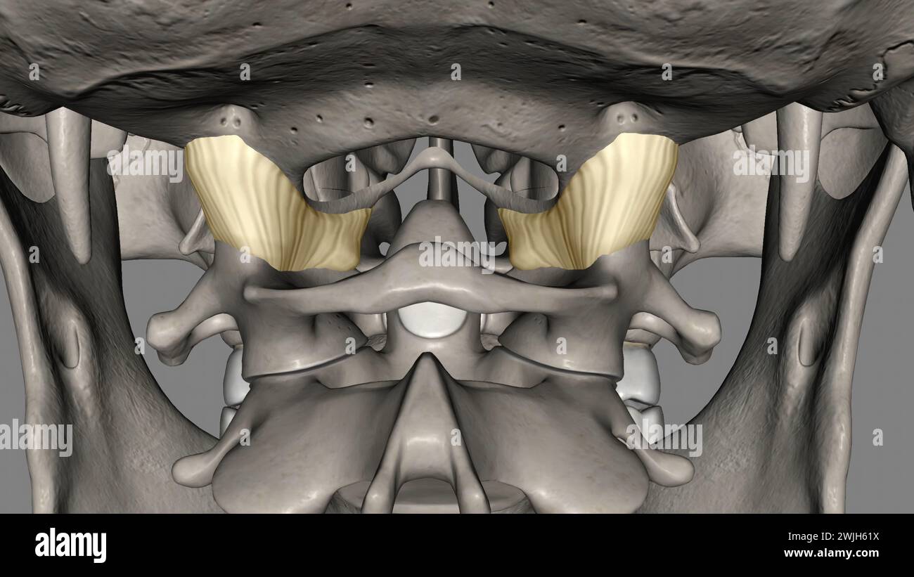 Atlanto occipital joint hi-res stock photography and images - Alamy