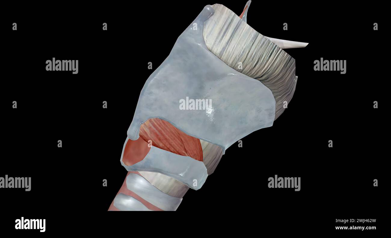 The muscles of the larynx are divided into two groups, Extrinsic ...