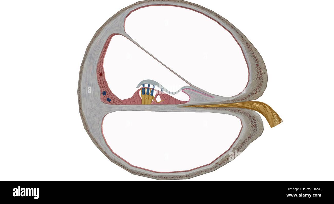 Cochlea spiral ganglion hi-res stock photography and images - Alamy