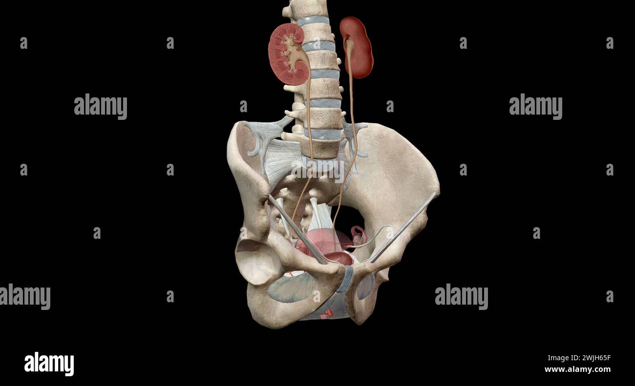 The ureters are tubes made of smooth muscle that propel urine from the ...