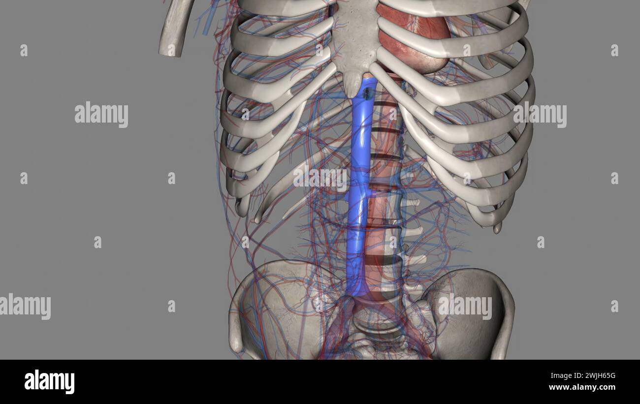The inferior vena cava is a large vein that carries the deoxygenated ...