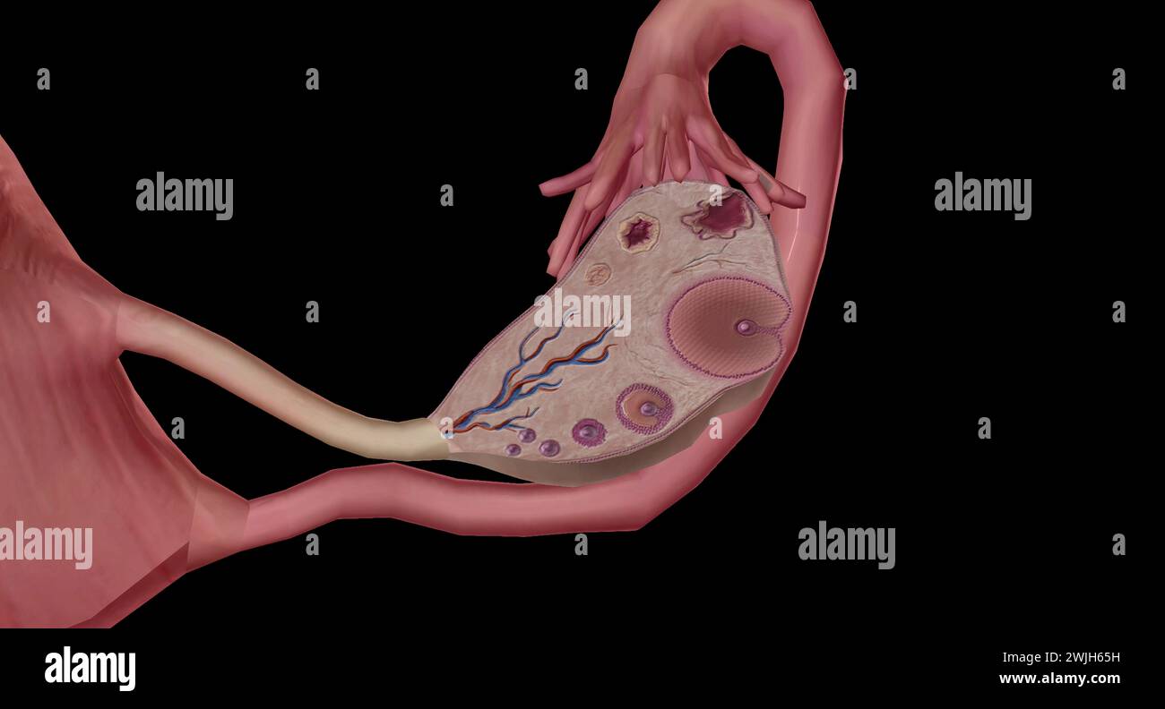 A germinal layer coats the entire ovary, made of cuboidal epithelial ...