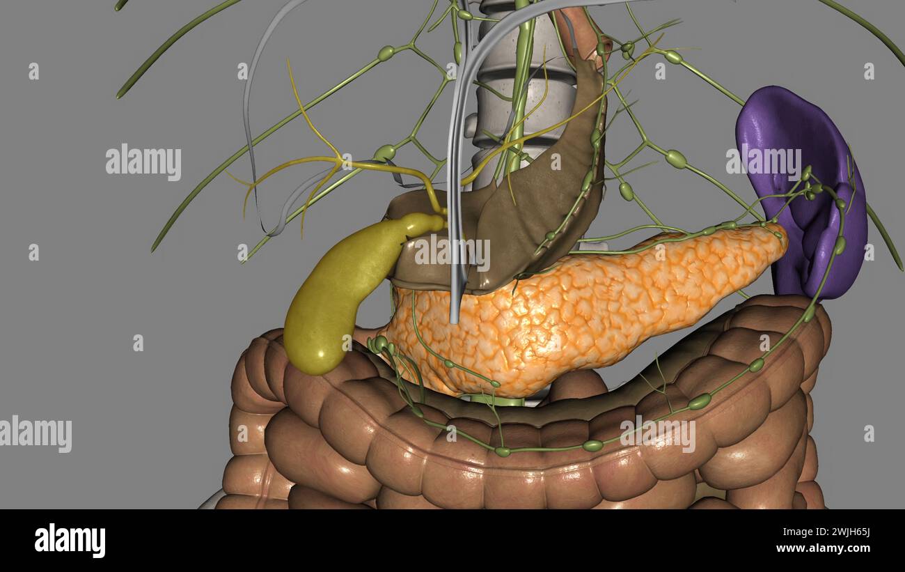 gallbladder is a small, pear-shaped organ on the right side of your ...