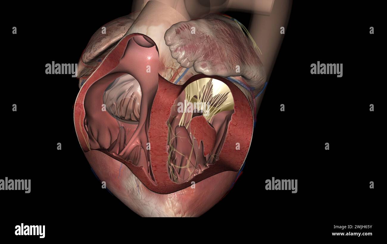 Posterior papillary muscle hi-res stock photography and images - Alamy