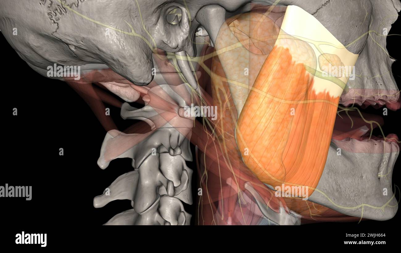 Maxillary process of zygomatic bone hi-res stock photography and images - Alamy