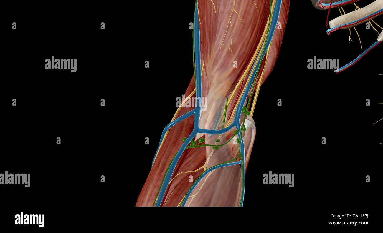 Cubital joint hi-res stock photography and images - Alamy