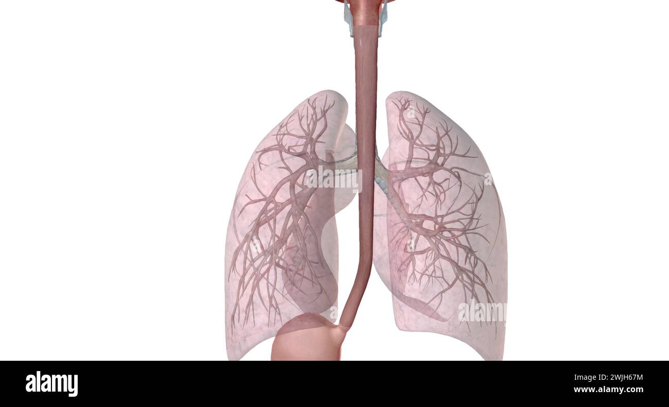 Pulmonary alveolar capillaries hi-res stock photography and images - Alamy