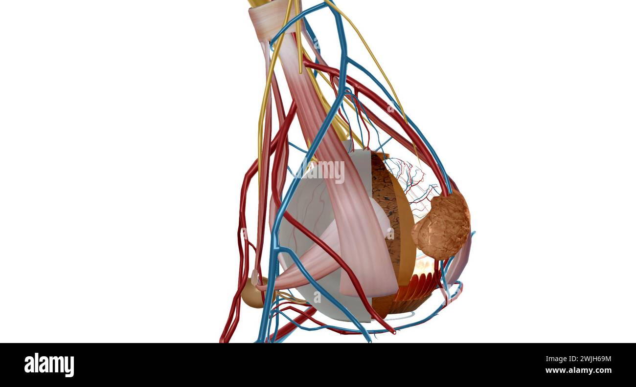 The human eye is a sensory organ, p of the sensory nervous system, that ...