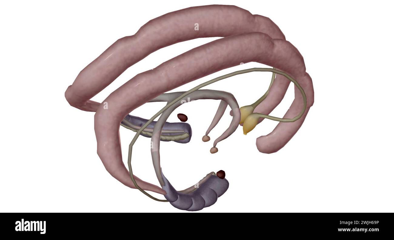 Hypothalamus neuron hi-res stock photography and images - Alamy