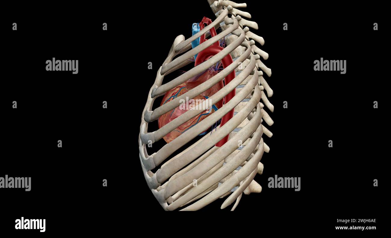 The Muscular Organ That Pumps Blood Through The Body Is at Crystal ...