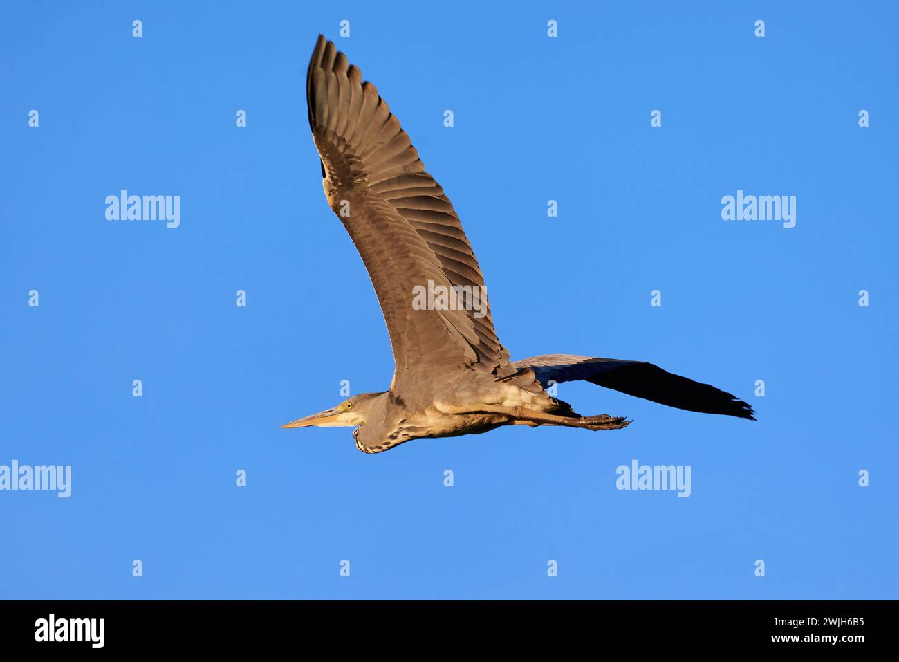Grey heron bird in flight (Ardea cinerea Stock Photo - Alamy