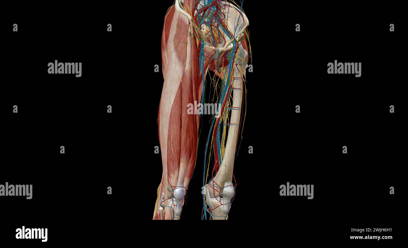 Bones of the lower legs hi-res stock photography and images - Alamy