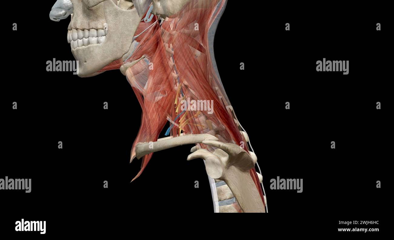 The cervical spine (neck region) consists of seven bones (C1-C7 ...