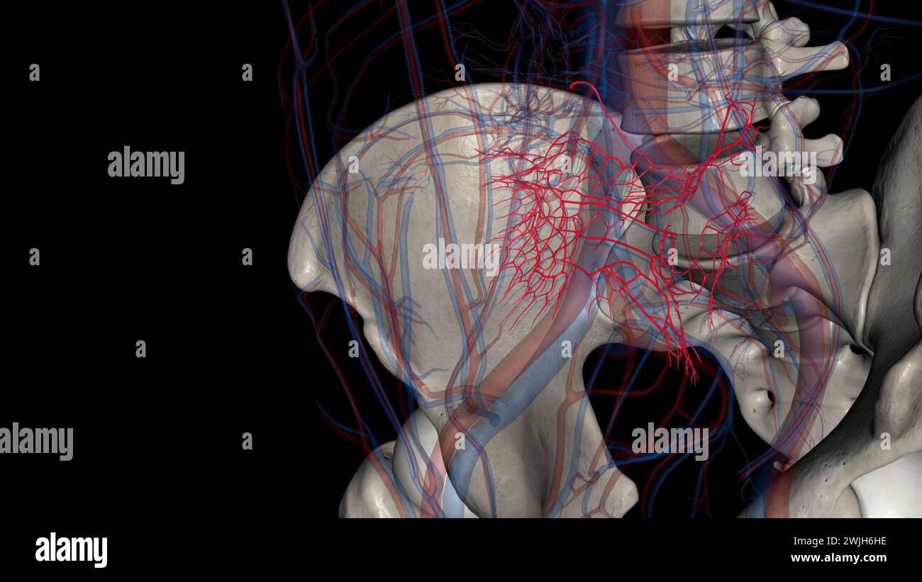 Ileal artery hi-res stock photography and images - Alamy