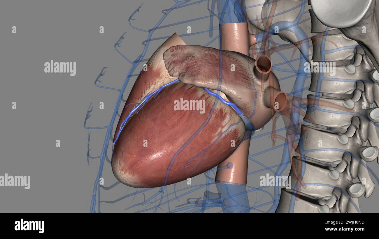 Cardiac apex hi-res stock photography and images - Alamy