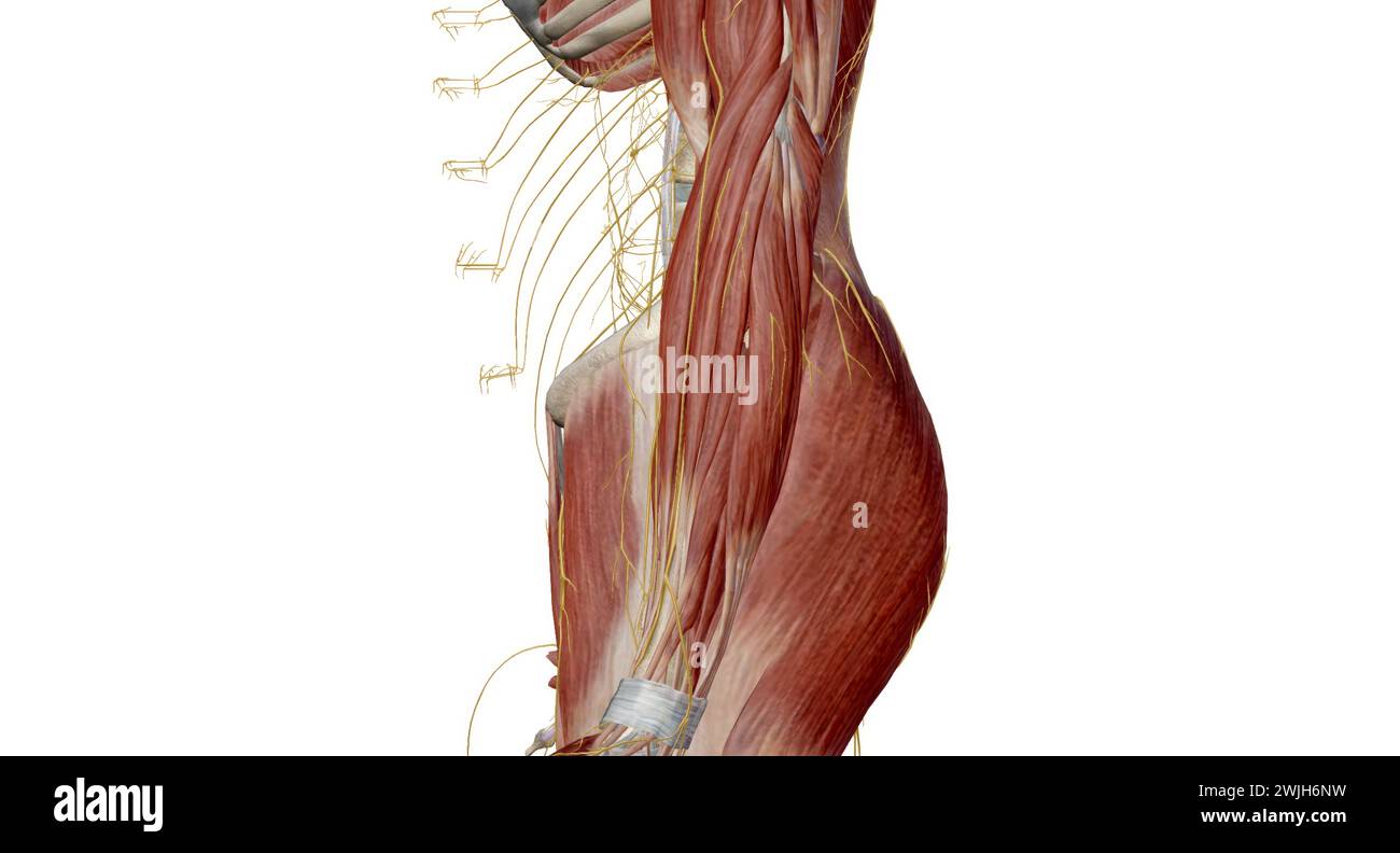 Spinal nerve roots hi-res stock photography and images - Alamy