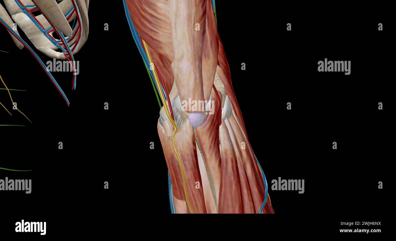 Cubital joint hi-res stock photography and images - Alamy