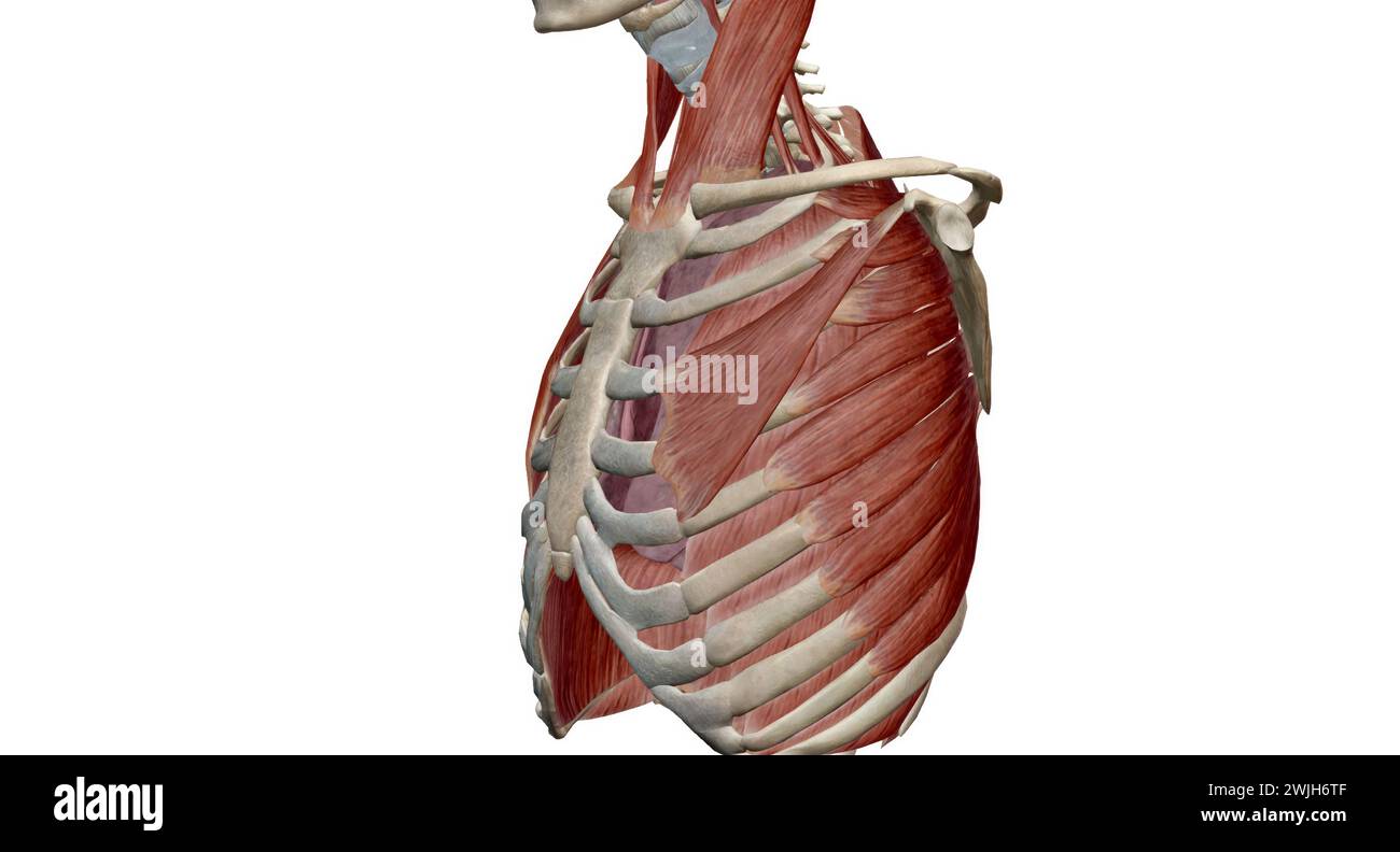 Respiratory muscles hi-res stock photography and images - Alamy