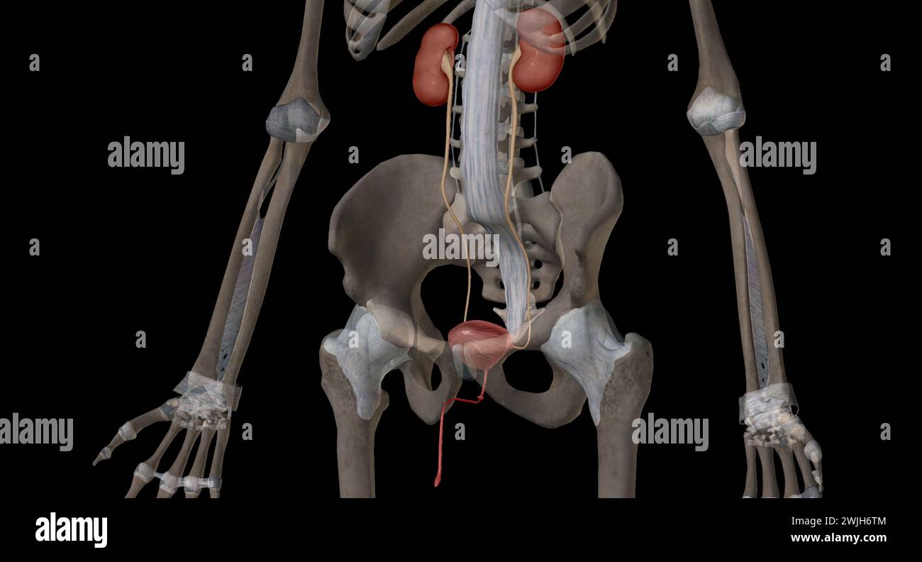 The organs of the urinary system include the kidneys, renal pelvis ...