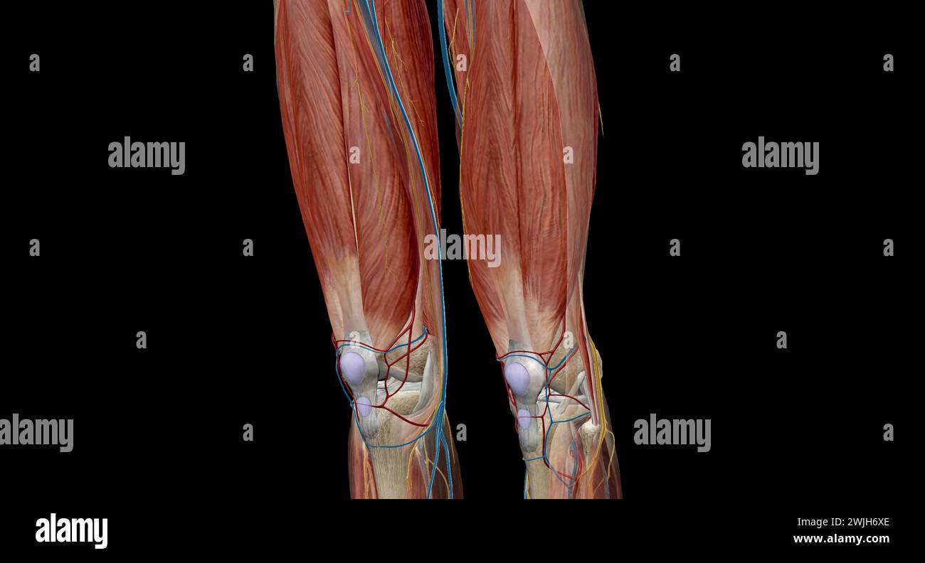 The knee joins the thigh bone (femur) to the shin bone (tibia). 3D ...