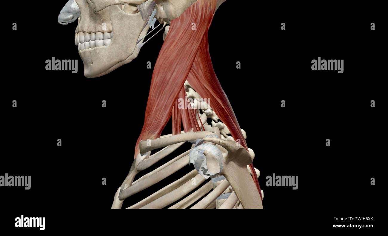 Lateral flexion hi-res stock photography and images - Alamy