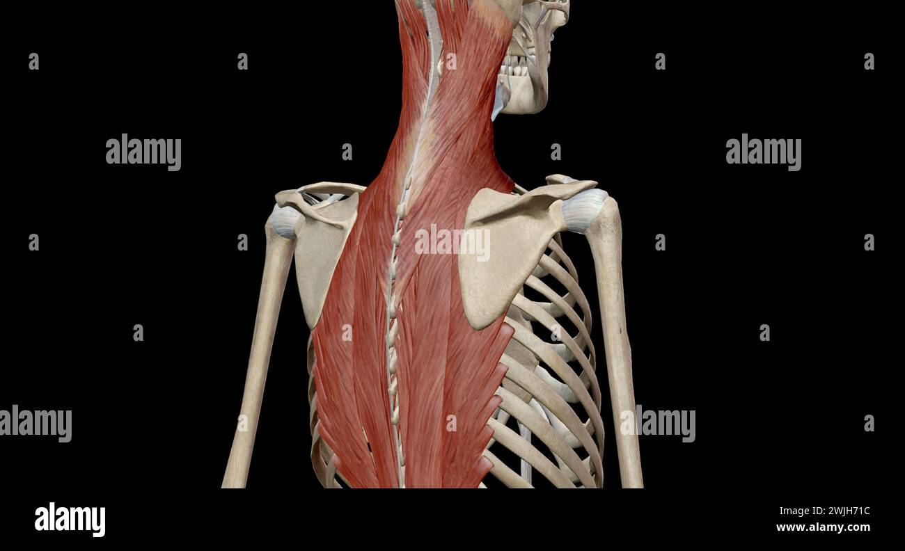 Female neck shoulder muscles anatomy hi-res stock photography and images - Alamy