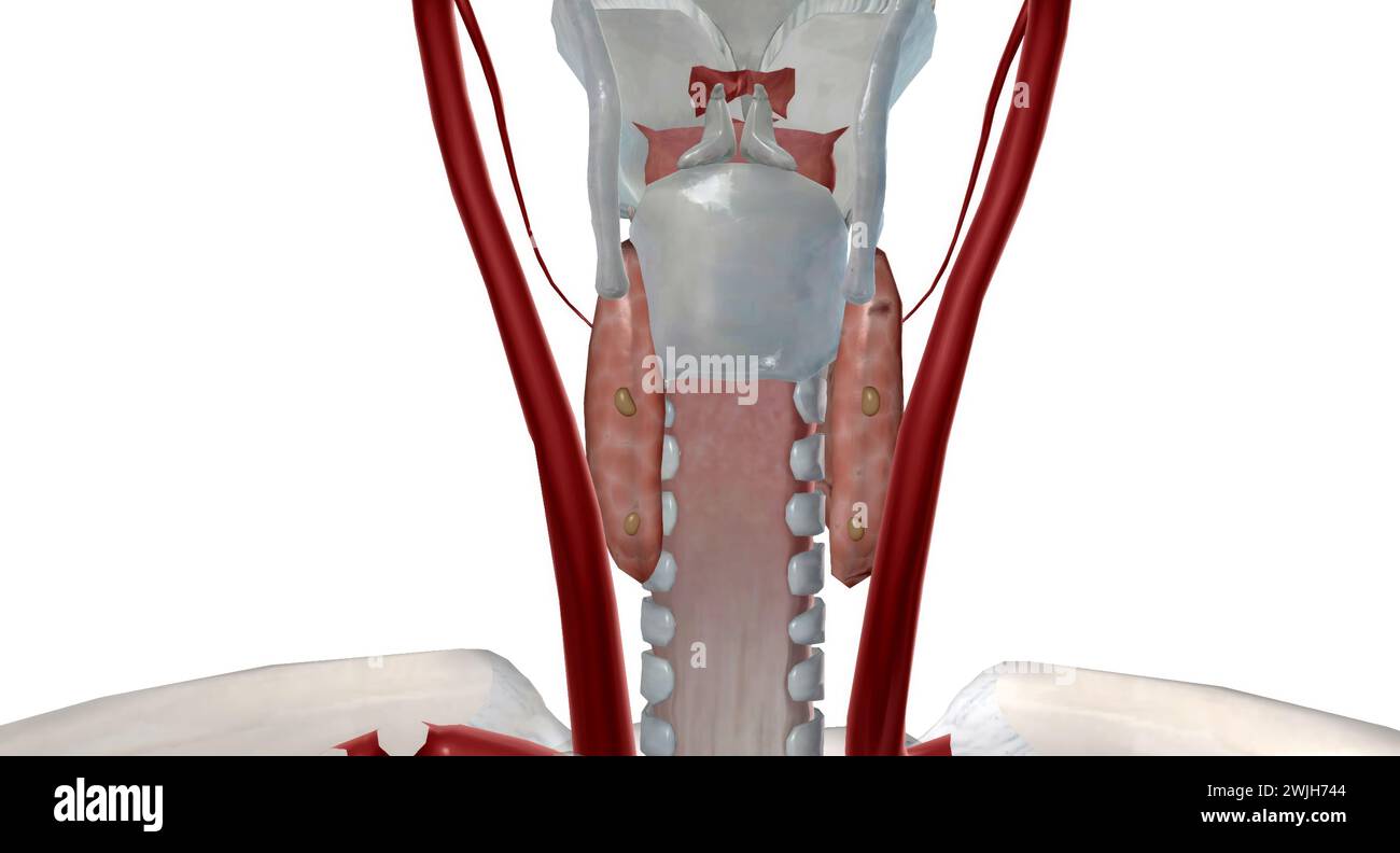 Parathyroid structure hi-res stock photography and images - Alamy