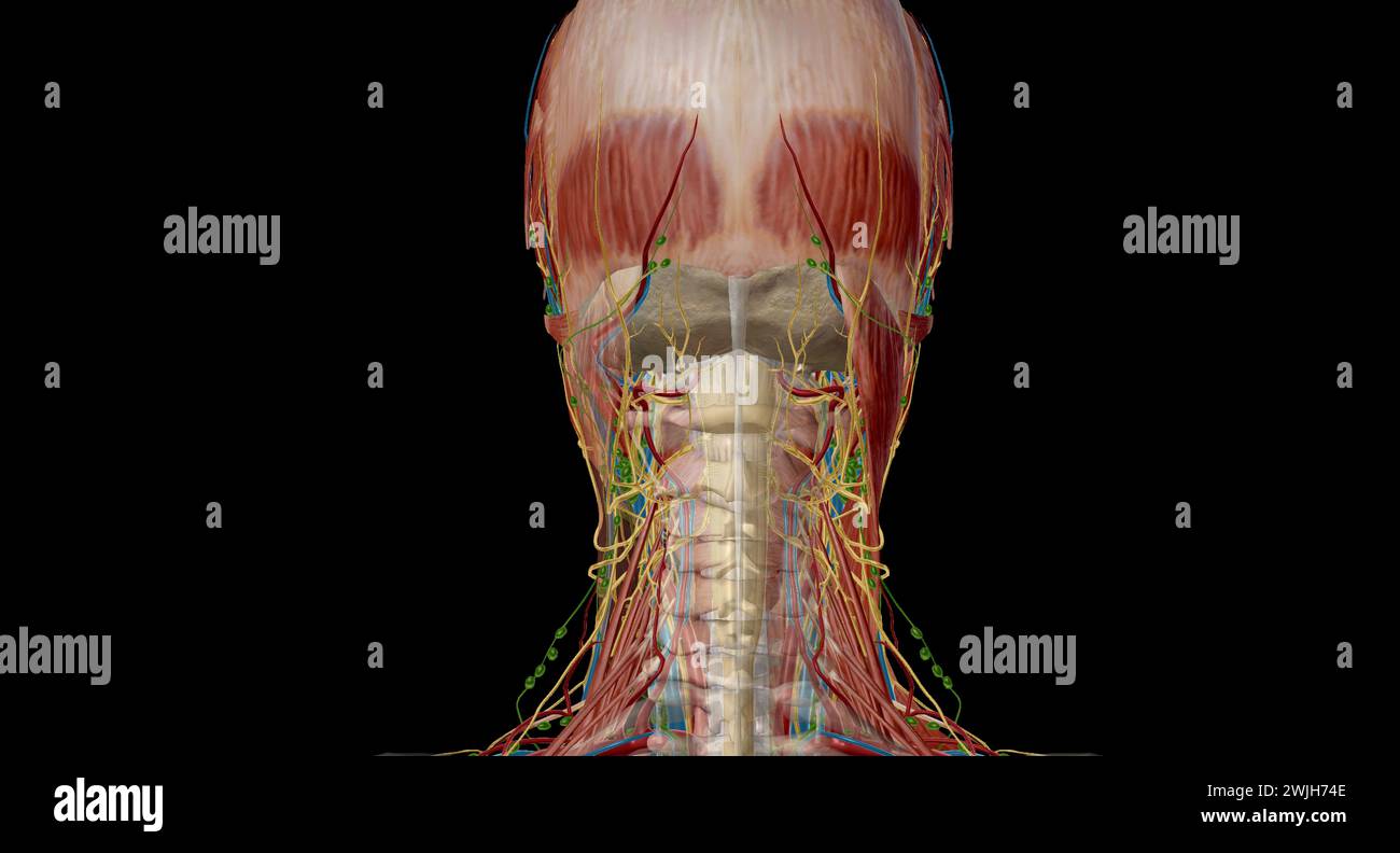 Swollen lymph nodes hi-res stock photography and images - Alamy