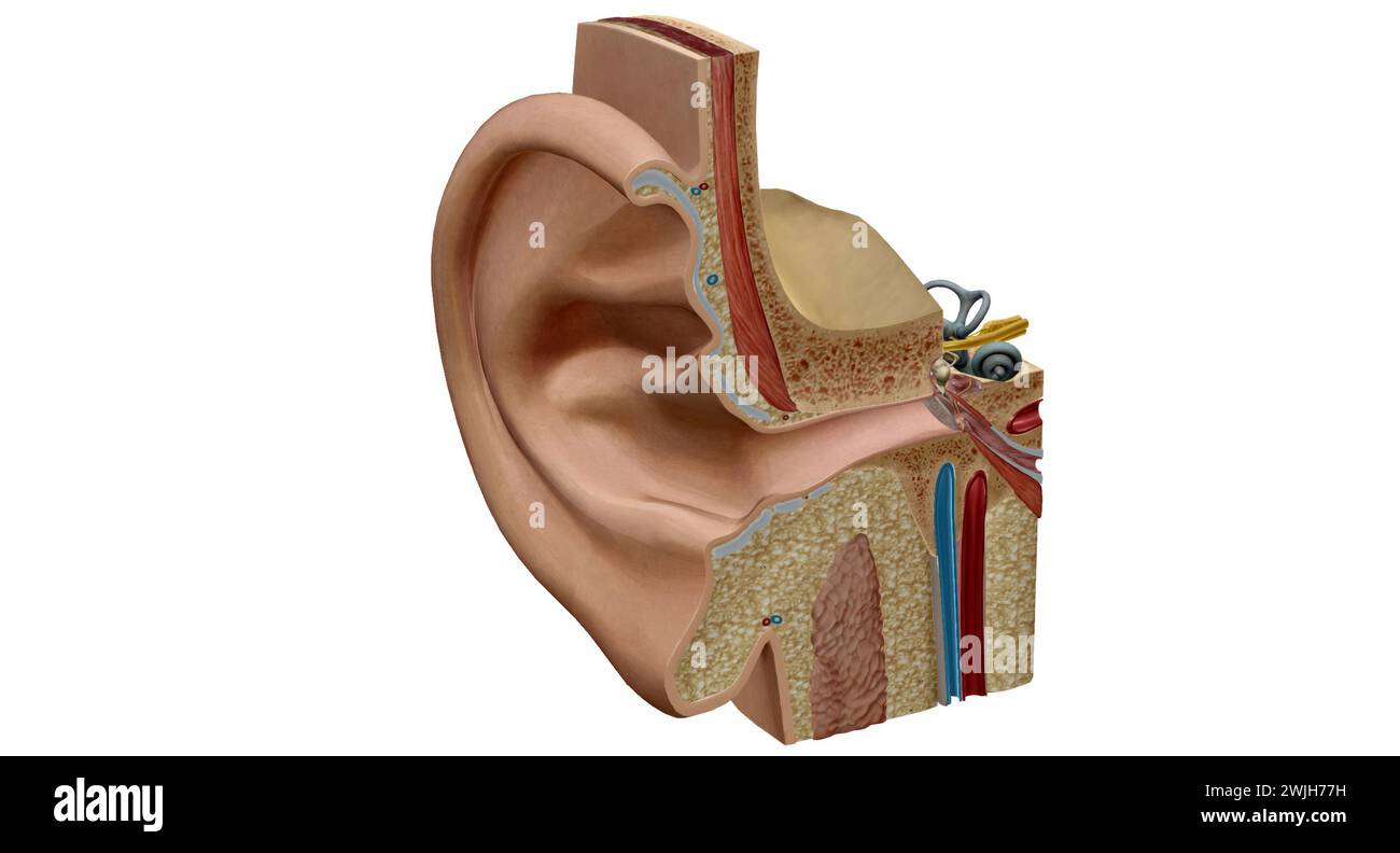 Lámina vestibular Cut Out Stock Images & Pictures - Alamy