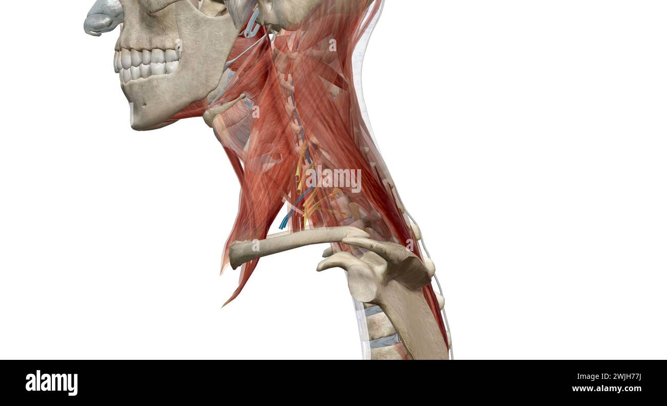 Human neck bones and muscle hi-res stock photography and images - Alamy