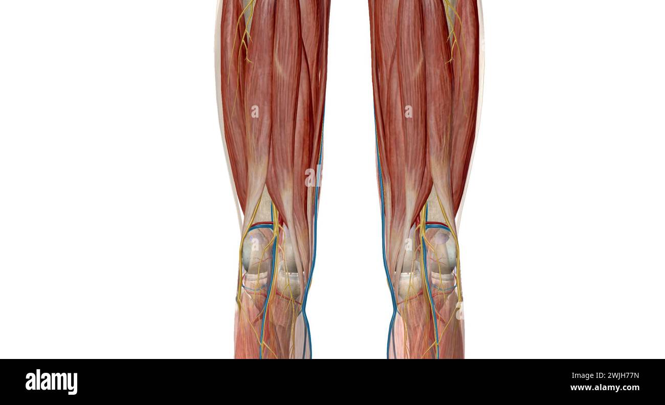 The knee joins the thigh bone (femur) to the shin bone (tibia). 3D ...