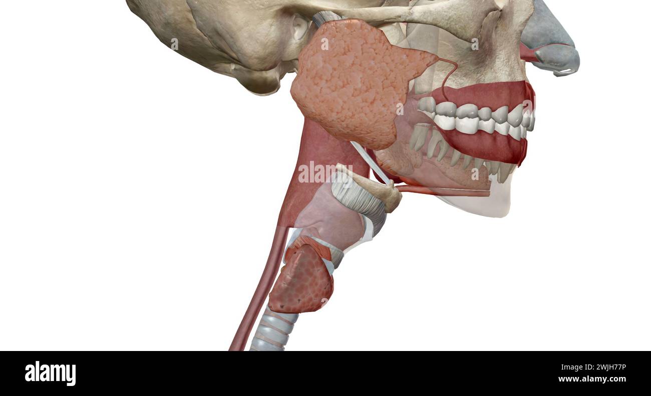 Structure upper respiratory system hi-res stock photography and images ...