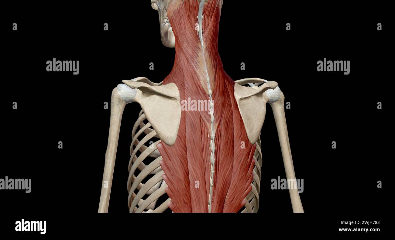 Female neck shoulder muscles anatomy hi-res stock photography and ...