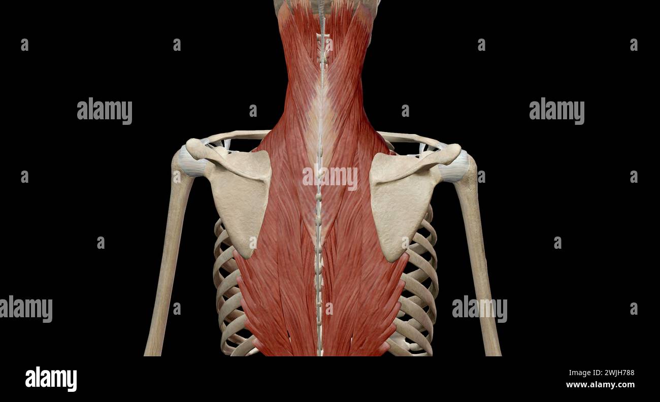 Tailbone hi-res stock photography and images - Alamy