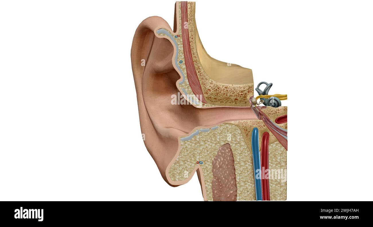 Lámina vestibular hi-res stock photography and images - Alamy